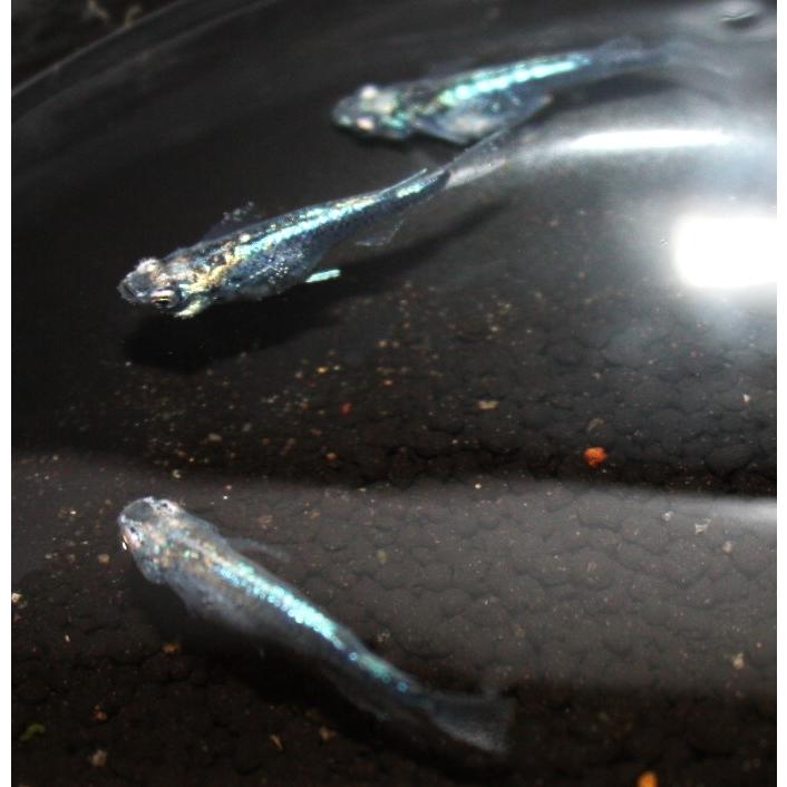 （メダカ）黒衣マリアージュ（黒衣×マリアージュロングフィン）稚魚 未選別 Sサイズ 15匹 : メダカ屋ひな - 通販 - Yahoo!ショッピング
