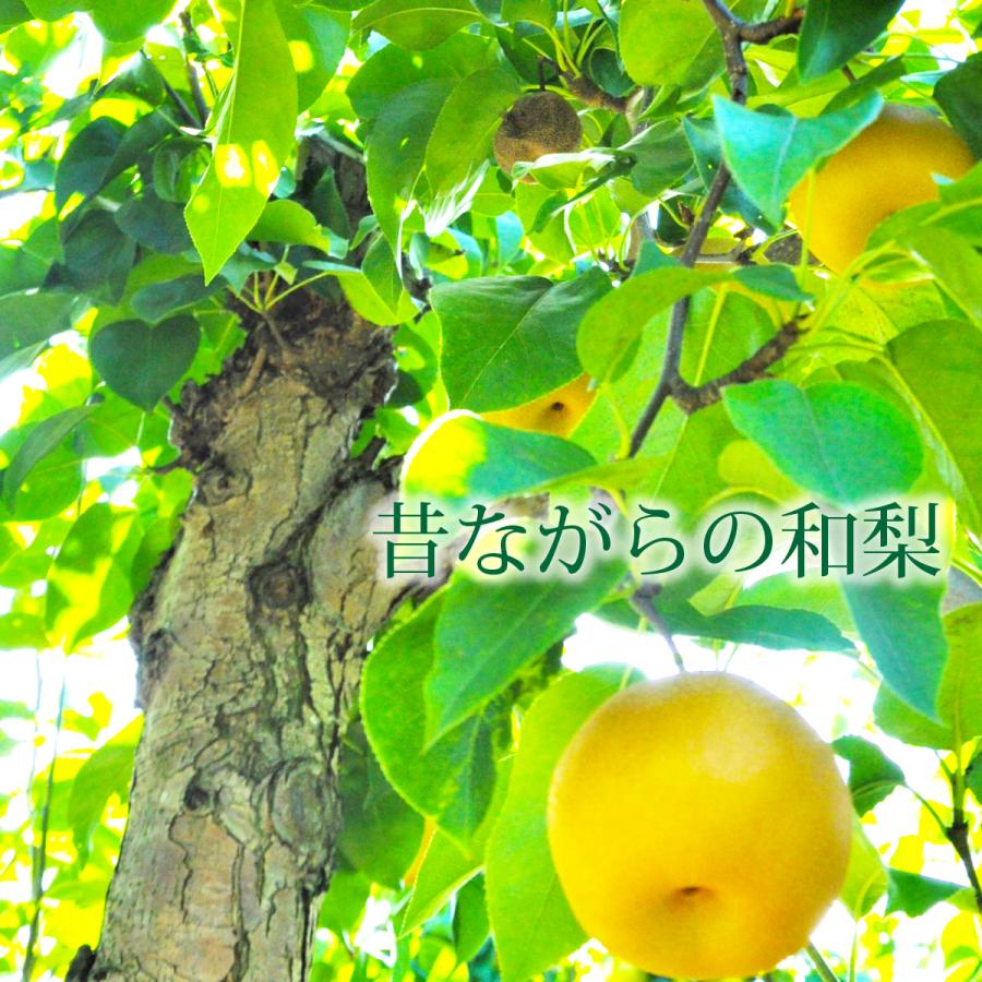 長十郎梨 [家庭用/サイズ混合]青森県産 約3kg（6〜10玉）ちょうじゅうろうなし 和梨 日本梨 ※9/29朝までの販売です : ハイネットショップヤフー店 - 通販 - Yahoo!ショッピング