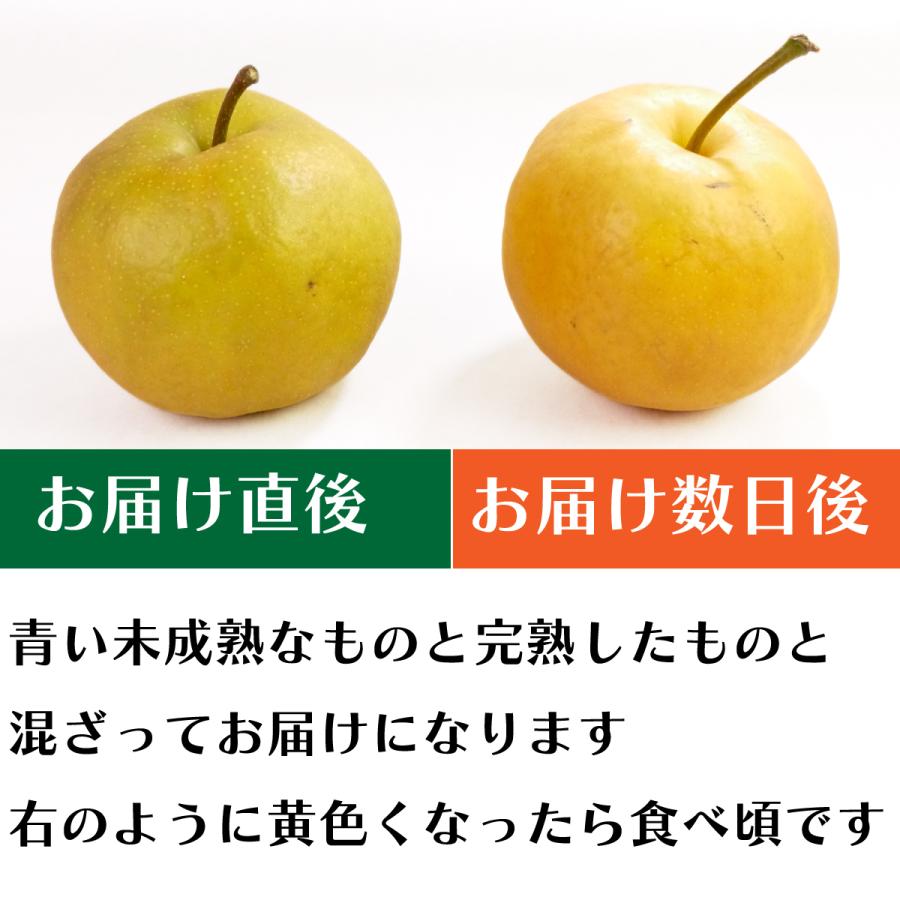 長十郎梨 [家庭用/サイズ混合]青森県産 約3kg（6〜10玉）ちょうじゅうろうなし 和梨 日本梨 ※9/29朝までの販売です : ハイネットショップヤフー店 - 通販 - Yahoo!ショッピング