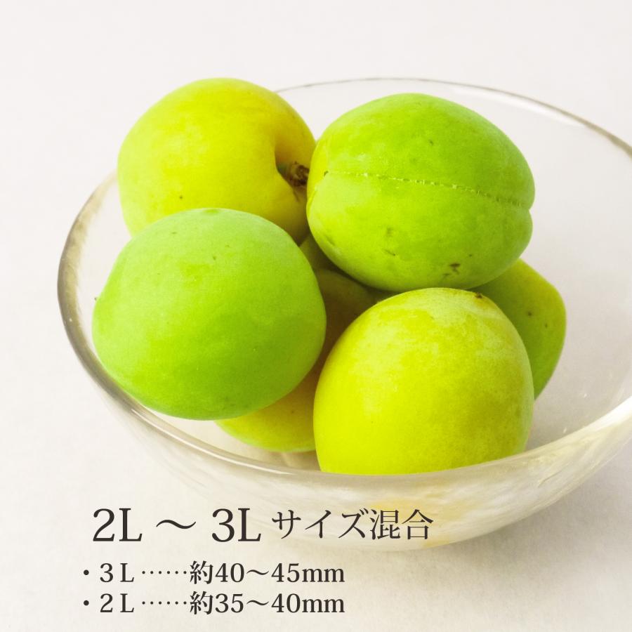 （冷蔵）青森の青梅[豊後梅ぶんごうめ]2L〜3Lサイズ混合約3kg 梅 うめ 青うめ : ハイネットショップヤフー店 - 通販 - Yahoo!ショッピング