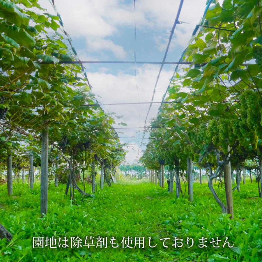 （冷蔵）青森県産ぶどう「ナイアガラ」農薬・化学肥料不使用約2kg（5〜房）x1箱[ぶどう楽園] : ハイネットショップヤフー店 - 通販 - Yahoo!ショッピング