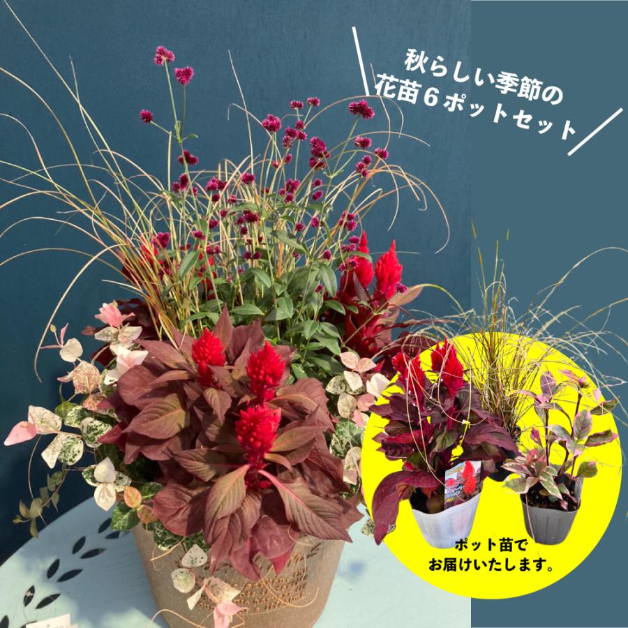 59.季節の花苗6pセット遅れてごめんね : 平田ナーセリー - 通販 - Yahoo!ショッピング