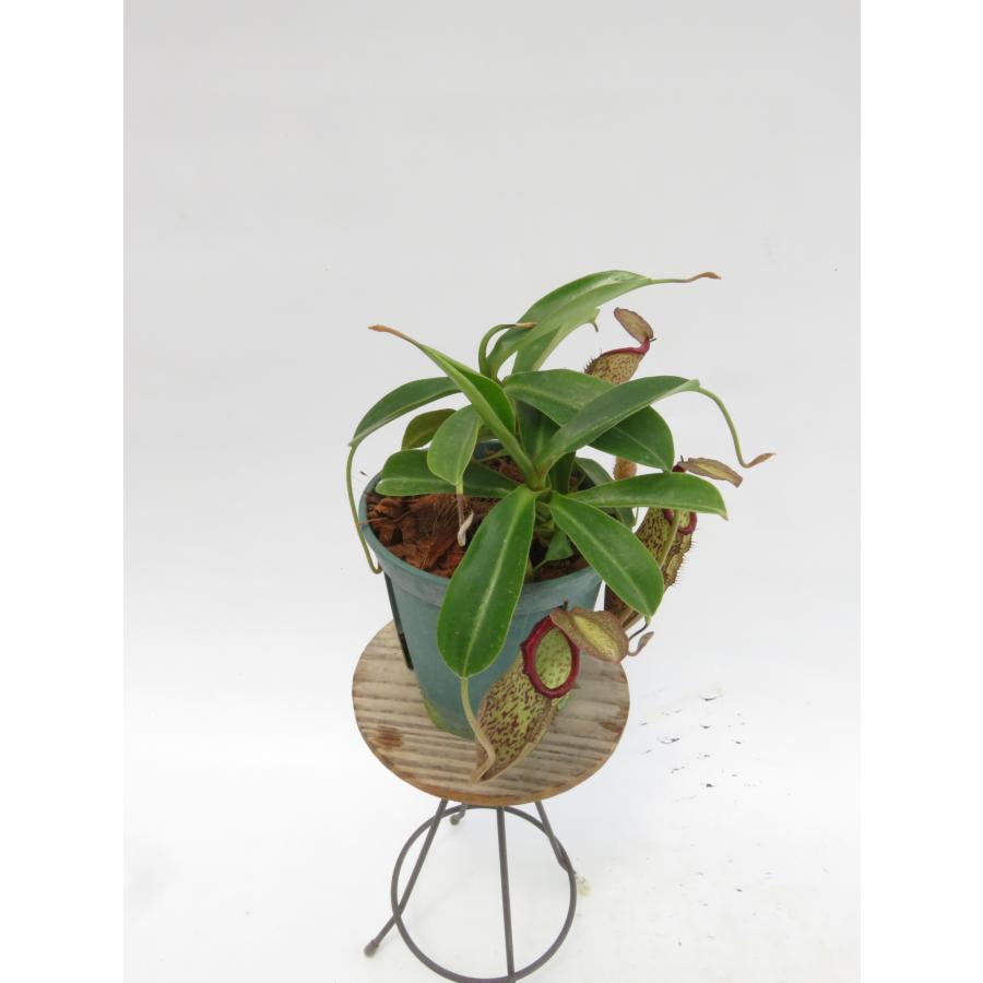 N.[(spathulata × spactabilis)× aristolochioides]BE-3583 × N.(boschiana × campanulata)EPH-1-04 ...