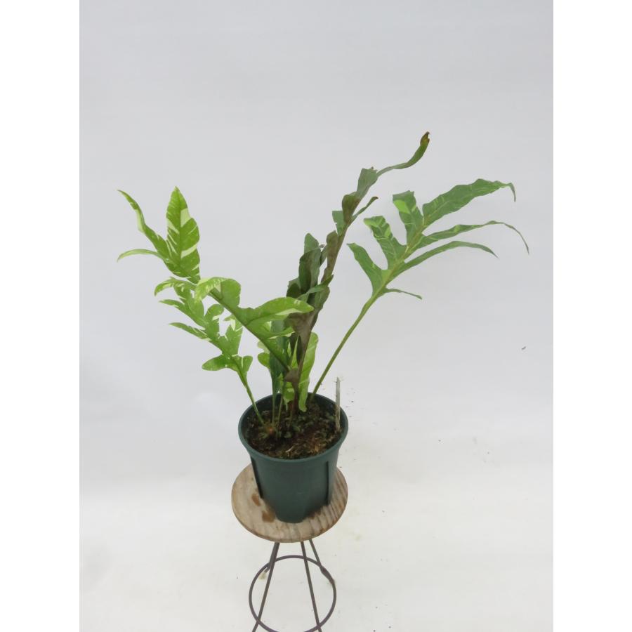 【ひとりde Sakuya Green Jam!】Drynaria quercifolia CV variegata 4号【インテリア植物】観葉植物_16445 : 16445 : Hiro ...