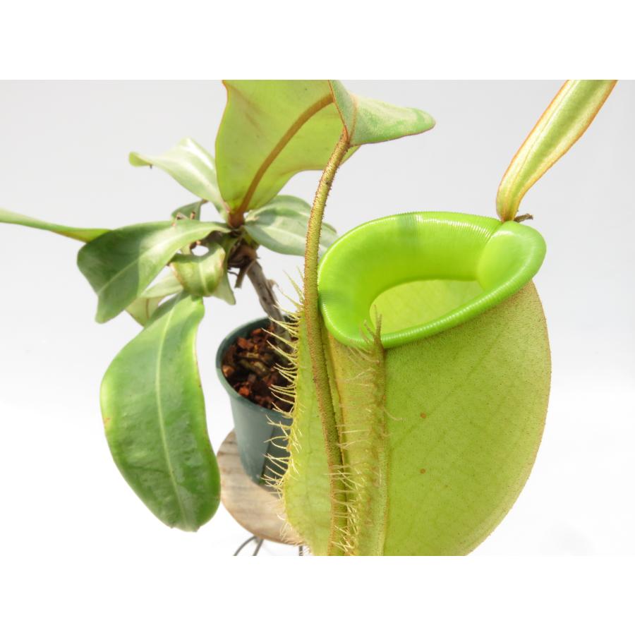 N.ampullaria Thailand #080 4号【現品限り】ネペンテス 食虫植物_16488 : 16488 : Hiro s ...