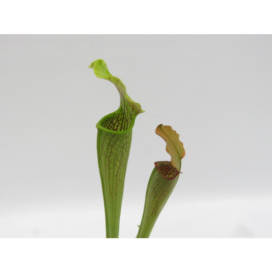 S.alata purple Thorat CK 2号【現品限り】サラセニア 食虫植物_16583 : 16583 : Hiro s Pitcher Plants ヤフー店 - 通販 ...