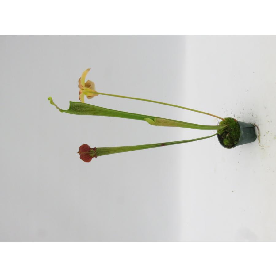 S.alata purple Thorat CK 2号【現品限り】サラセニア 食虫植物_16583 : 16583 : Hiro s Pitcher Plants ヤフー店 - 通販 ...