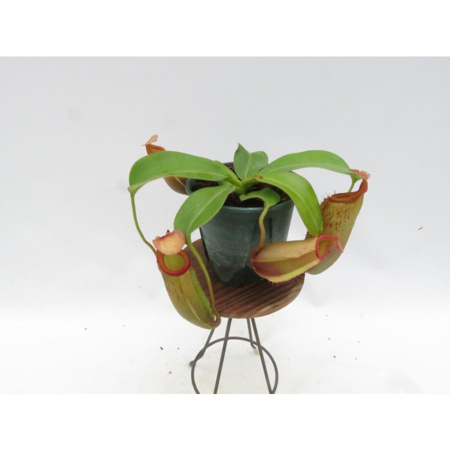 【最新★オリジナル実生】N.veitchii bareo (NE-32C) × mira (BE-3123) 3.5号【現品限り】ネペンテス_16897 : 16897 : Hiro s ...