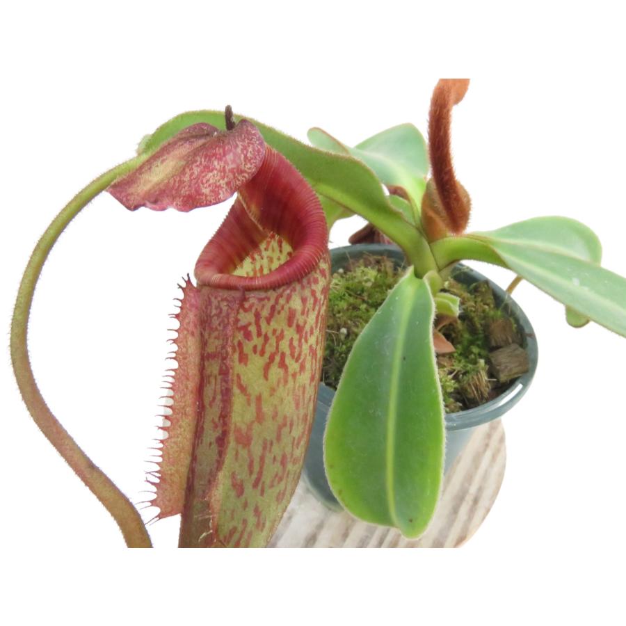 【最新★オリジナル実生】N.(rajah × mira)× hurrelliana #1 2022-HIPS-014 2.5号【現品限り】ネペンテス _16988 : 16988 : Hiro ...