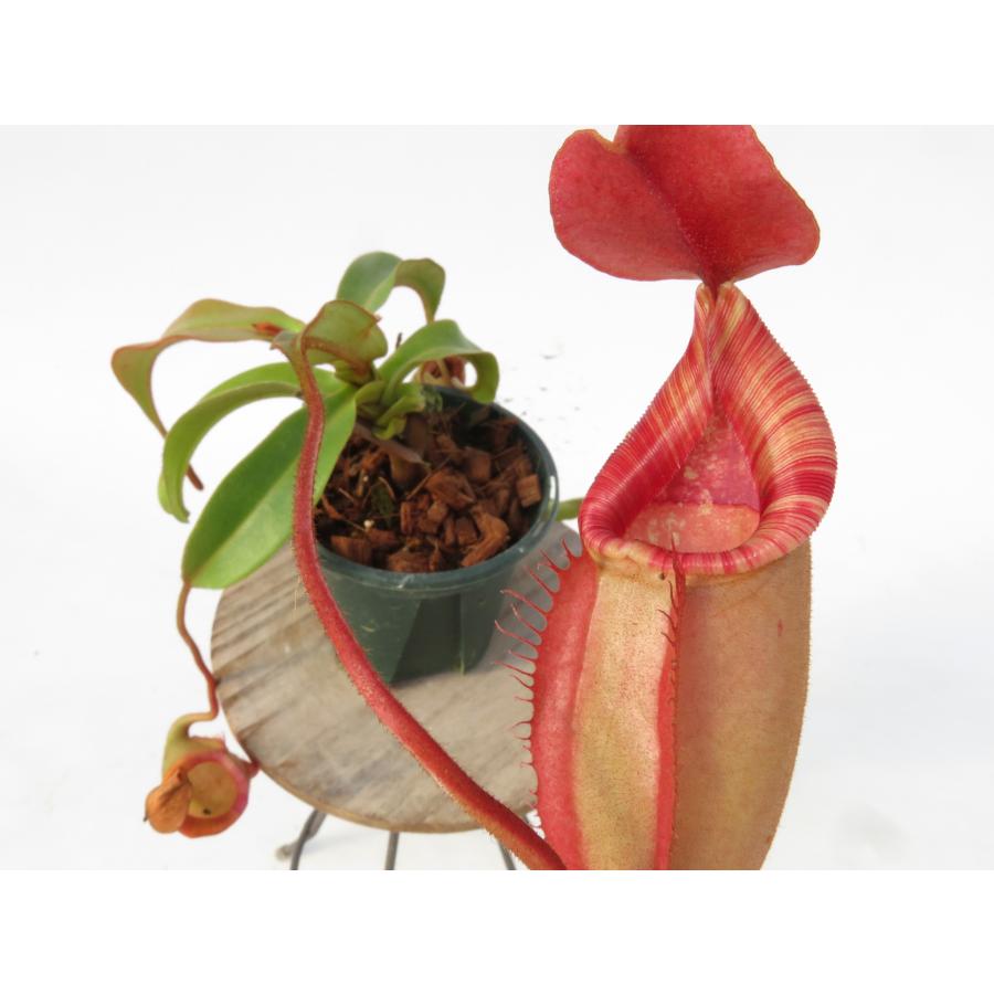 N.thorelii var red tigher ×veitchii Code106 2.5号【現品限り】ネペンテス 食虫植物_17014 : 17014 : Hiro s Pitcher ...