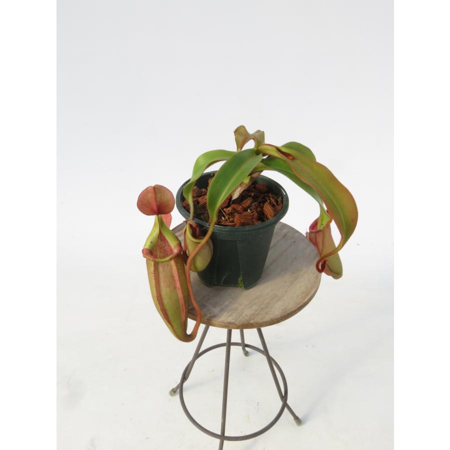 N.thorelii var red tigher ×veitchii Code106 2.5号【現品限り】ネペンテス 食虫植物_17014 : 17014 : Hiro s Pitcher ...