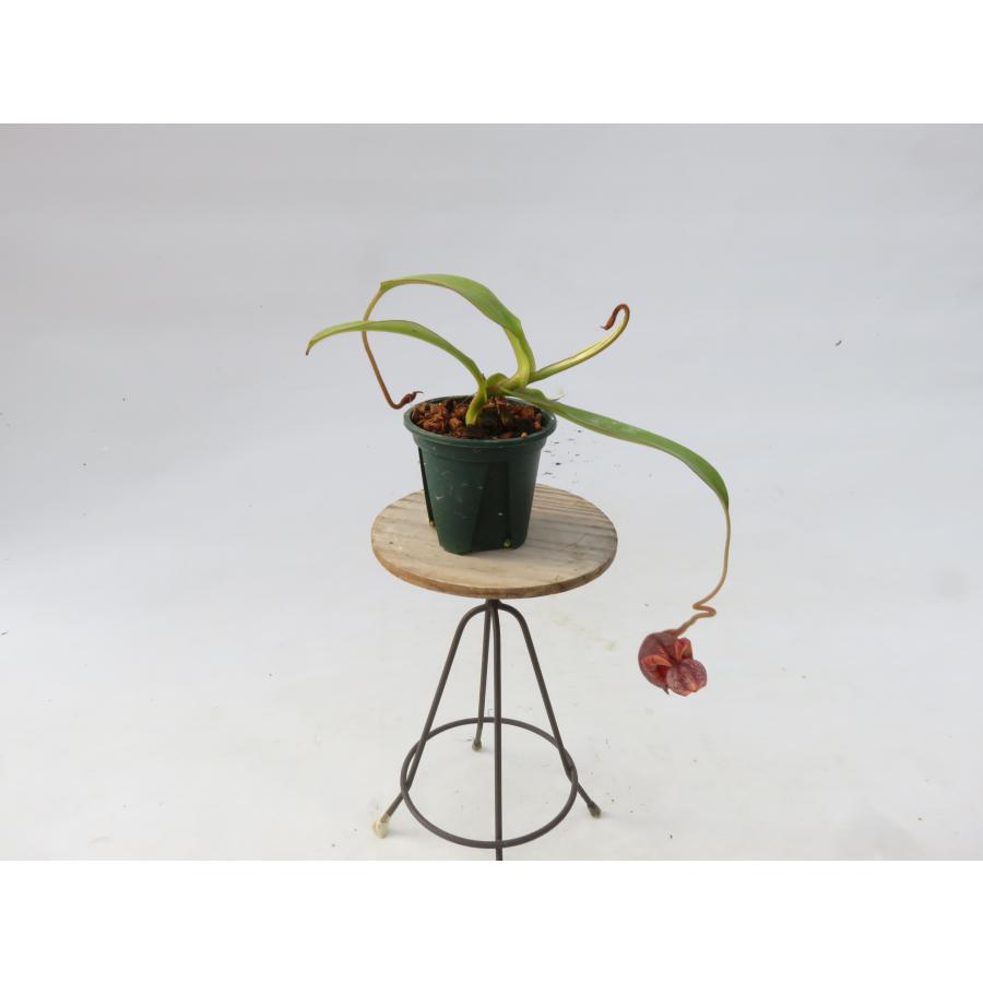 N.spactabilis × veitchii All diferent individulals form seed BE-3636 2.5号【現品限り】ネペンテス 食虫植物_17264 ...