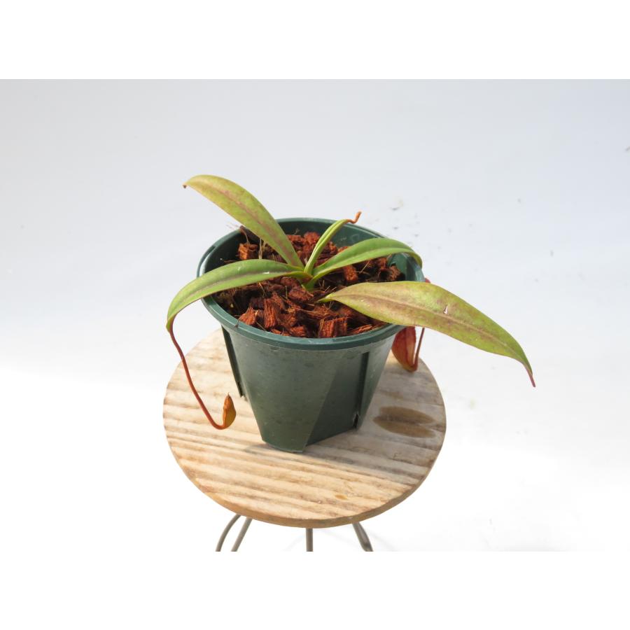N.bokorensis Cambodia Tomita N.o3 オス 3号【現品限り】ネペンテス 食虫植物_17575 : Hiro s Pitcher Plants ヤフー店 - 通販 ...
