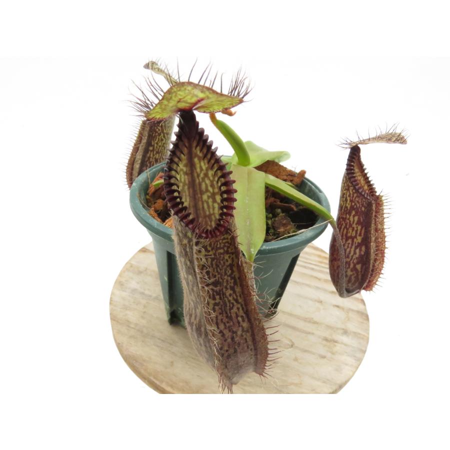 N.hamata 'Lumut' BE-3380 3号【現品限り】ネペンテス 食虫植物_17630 : Hiro s Pitcher ...