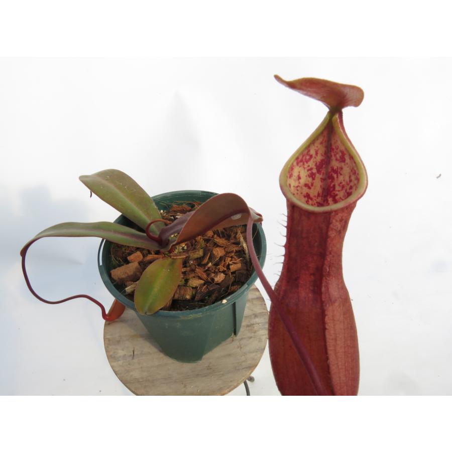 N.benstonei {Bukit Bakar, Kelantan, Malaysia}BCP ID#N212,213 3.5号【現品限り】ネペンテス 食虫植物_17688 : Hiro s ...