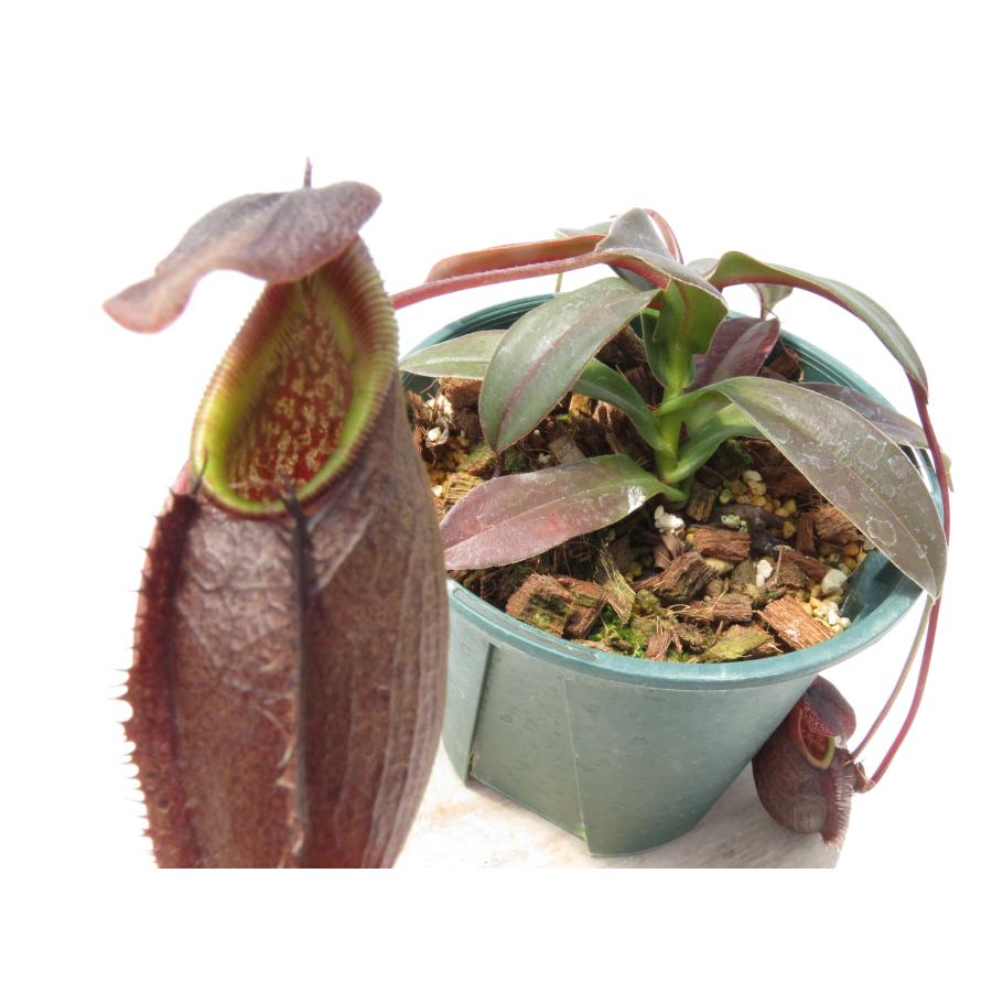 N.gymnamphora BE-3078 3.5号【現品限り】ネペンテス 食虫植物_17782 : Hiro s Pitcher ...