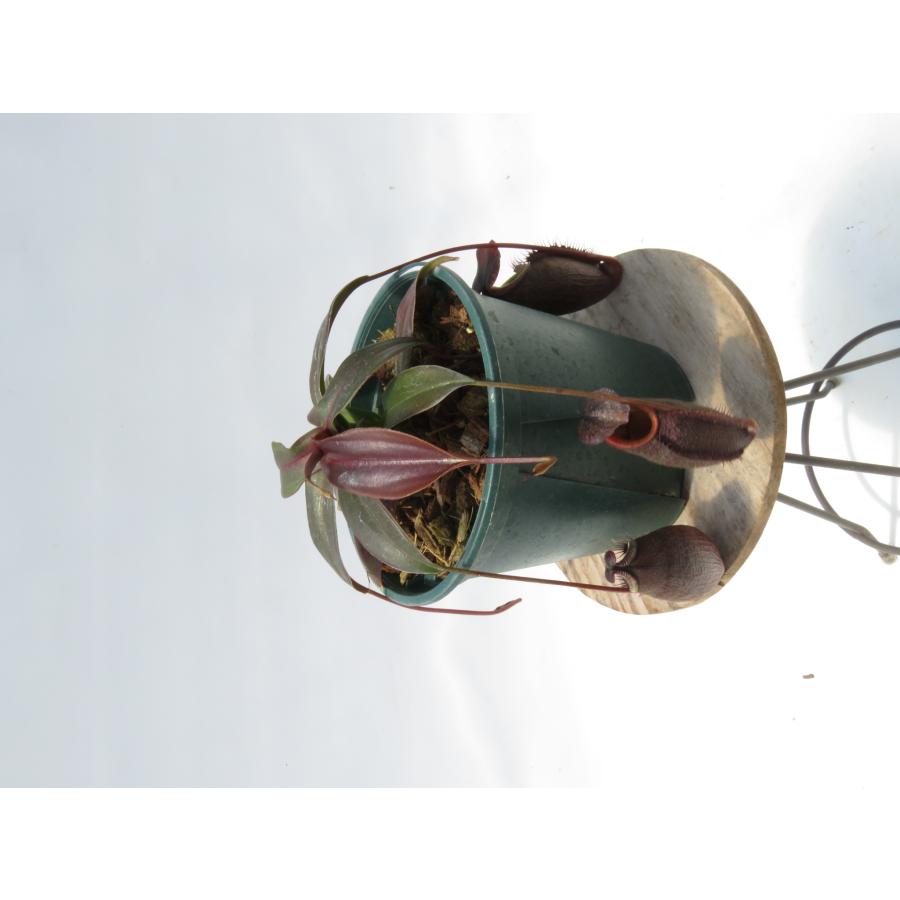 N.gymnamphora BE-3078 3.5号【現品限り】ネペンテス 食虫植物_17782 : Hiro s Pitcher ...