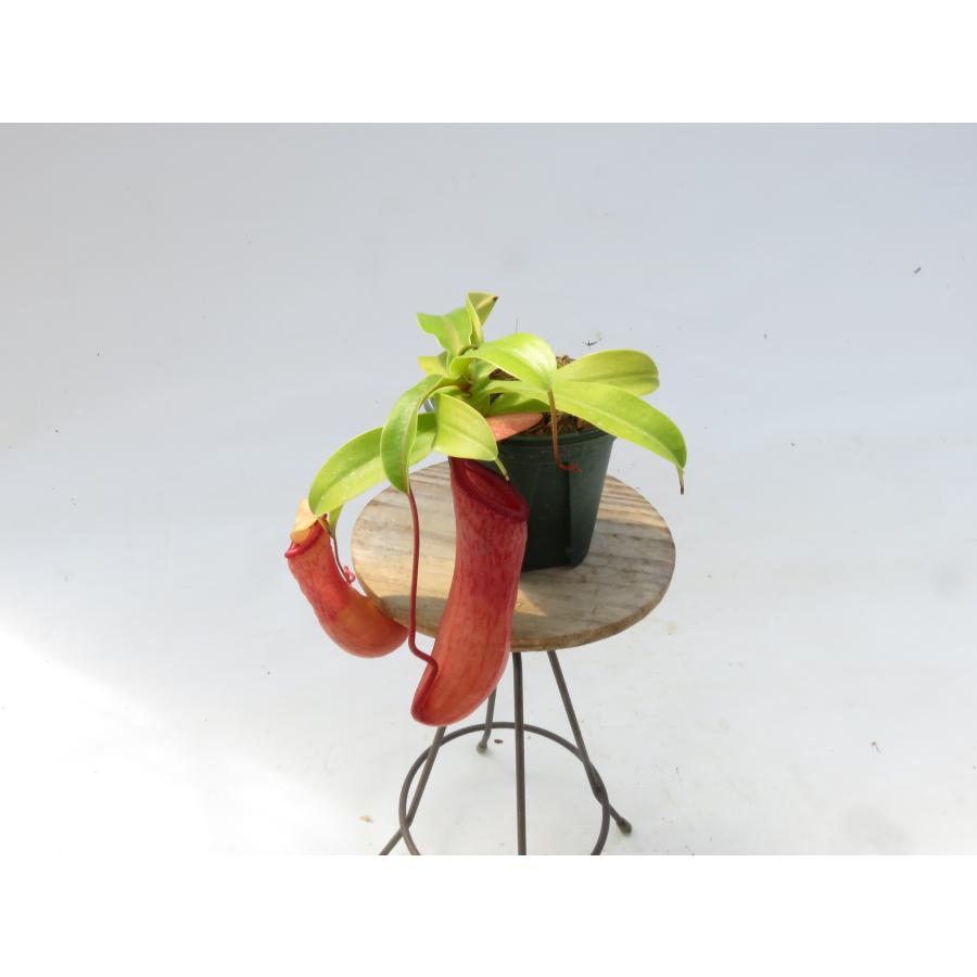 N.ventricosa Philippines AW-N-vent-AK 2.5号【現品限り】ネペンテス 食虫植物_17807 : Hiro ...