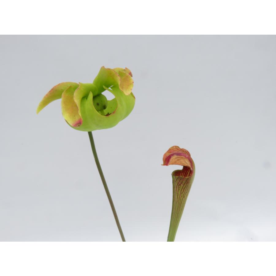 S.alata MK A 33 CK 3号【現品限り】サラセニア 食虫植物_17848 : Hiro s Pitcher Plants ヤフー ...