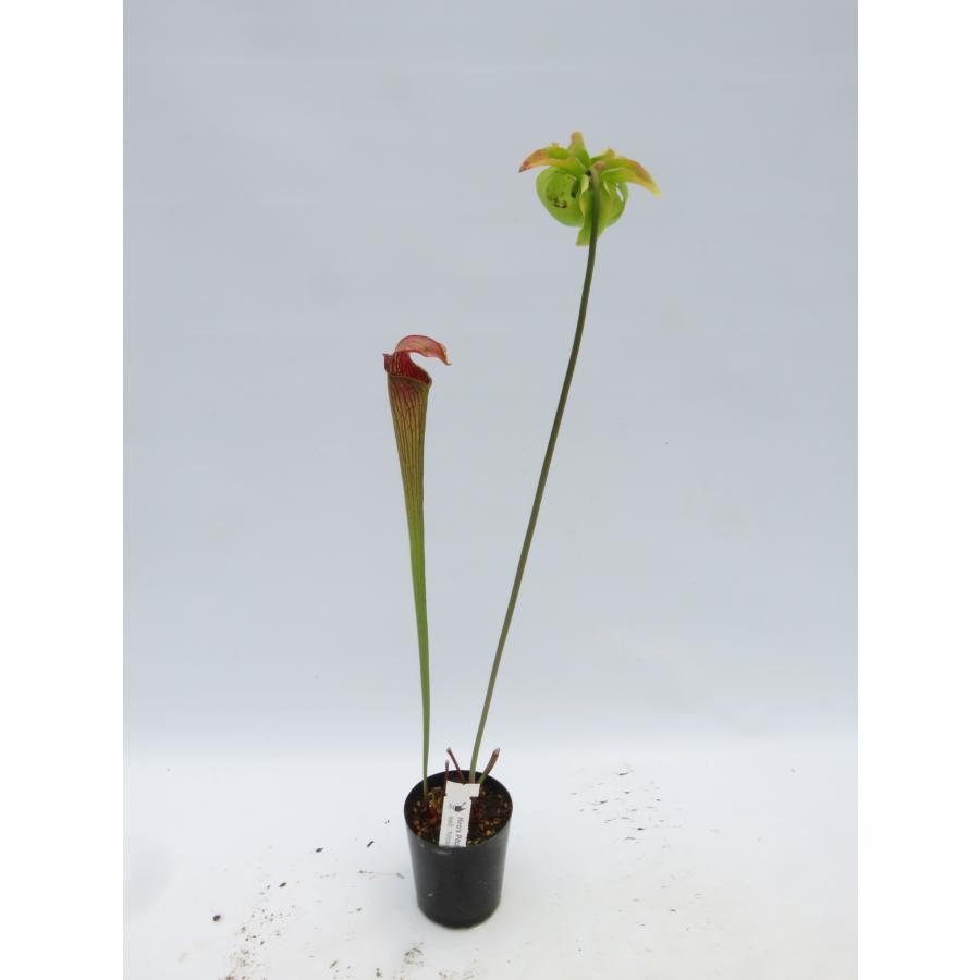 S.alata MK A 33 CK 3号【現品限り】サラセニア 食虫植物_17848 : Hiro s Pitcher Plants ヤフー ...