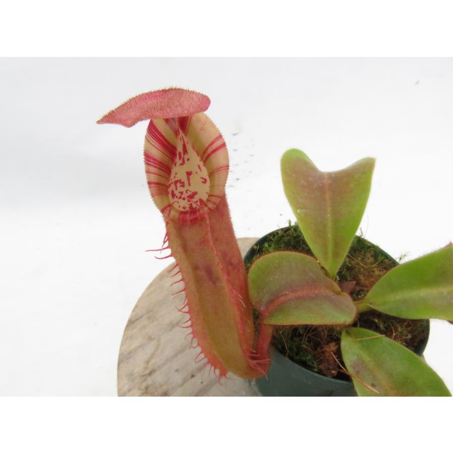 【最新★オリジナル実生】N.veitchii Batu Buli × veitchii bario Y's 2号【現品限り】ネペンテス _17945 : Hiro s Pitcher ...