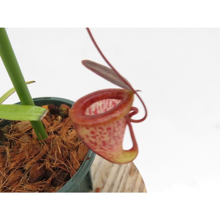 N.tenuis CK #01 オス 2.5号【現品限り】ネペンテス 食虫植物_17960 : Hiro s Pitcher Plants ...