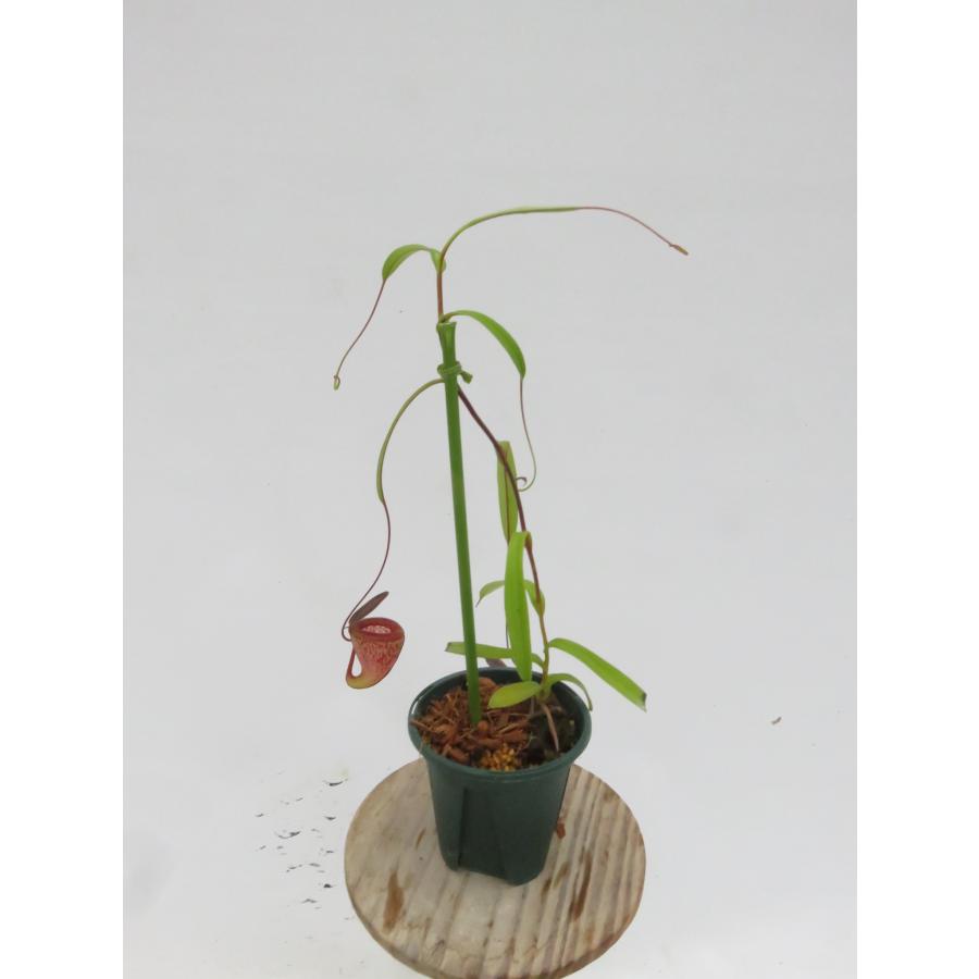 N.tenuis CK #01 オス 2.5号【現品限り】ネペンテス 食虫植物_17960 : Hiro s Pitcher Plants ...