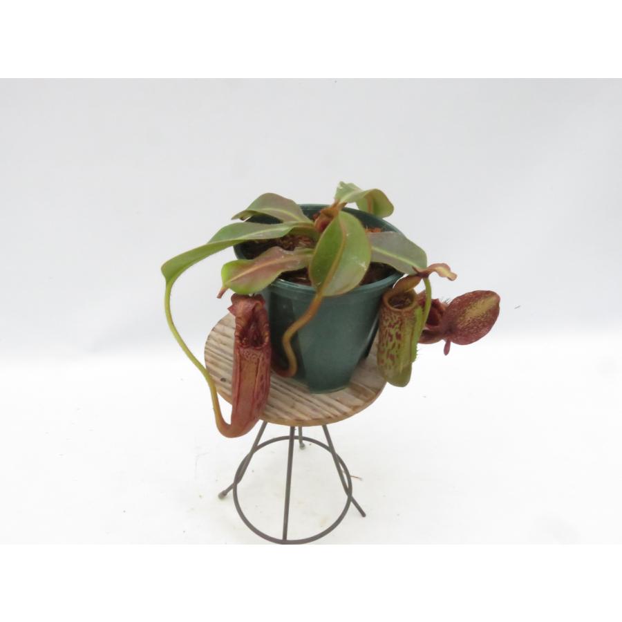 【最新★オリジナル実生】N.veitchii × burbidgeae× hurrelliana #1 3.5号【現品限り】ネペンテス_17989 : Hiro s Pitcher ...