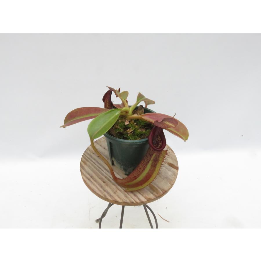 N.(eymae × maxima)× N.(Rokko veitchii)small EPH-2-44-7 2.5号【現品限り】ネペンテス 食虫植物_17993 : Hiro s ...