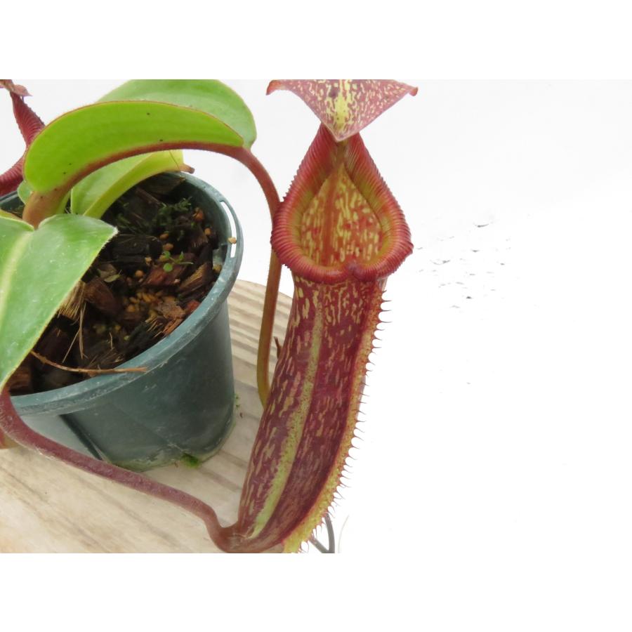 N.maxima × N.(lowii ×macrophylla) BE-3709-S 3号【現品限り】ネペンテス 食虫植物_18027 ...