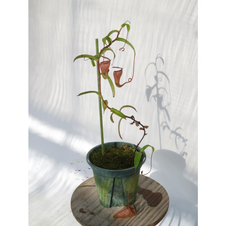 N.tenuis CK #01 オス 2.5号【現品限り】ネペンテス 食虫植物_18345 : Hiro s Pitcher Plants ヤフー店 - 通販 - Yahoo!ショッピング