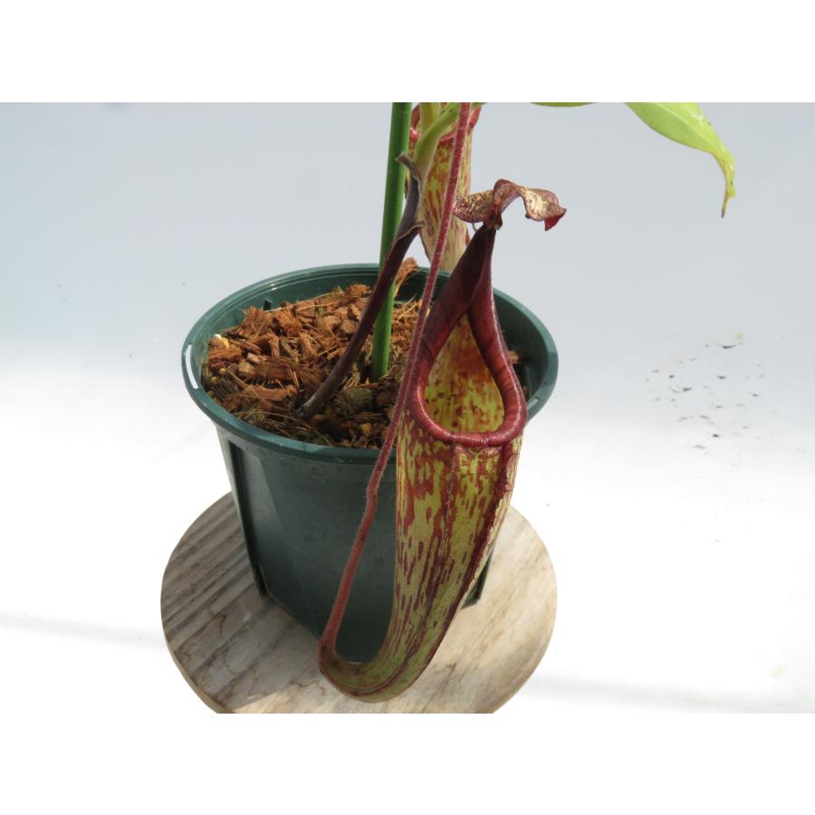 N.maxima Watutas dwarf × (maxima-dark veitchii H/L sarawaku EP) 3.5号【現品限り】ネペンテス 食虫植物_18499 ...