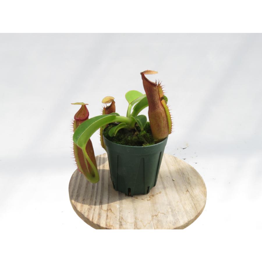 【最新★オリジナル実生】N.truncata(e )red × red× edweardsiana 2号【現品限り】ネペンテス_18523 : Hiro s Pitcher Plants ...
