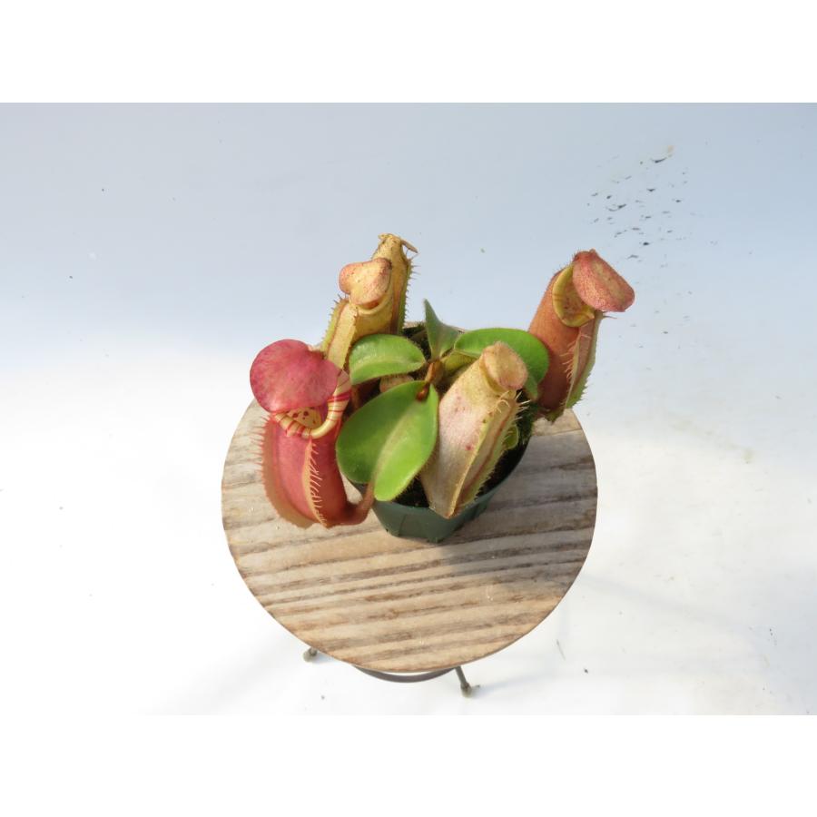 【最新★オリジナル実生】N.veitchii bario #08 × veitchii Y's HIPS-23-42 2号【現品限り ...