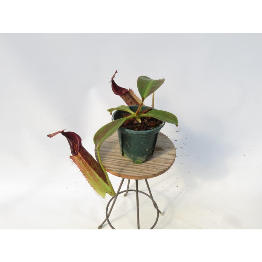 N.(eymae × maxima)× (Rokko veitchii)small EPH-2-44-7 2.5号【現品限り】ネペンテス 食虫植物_18788 : Hiro s Pitcher ...