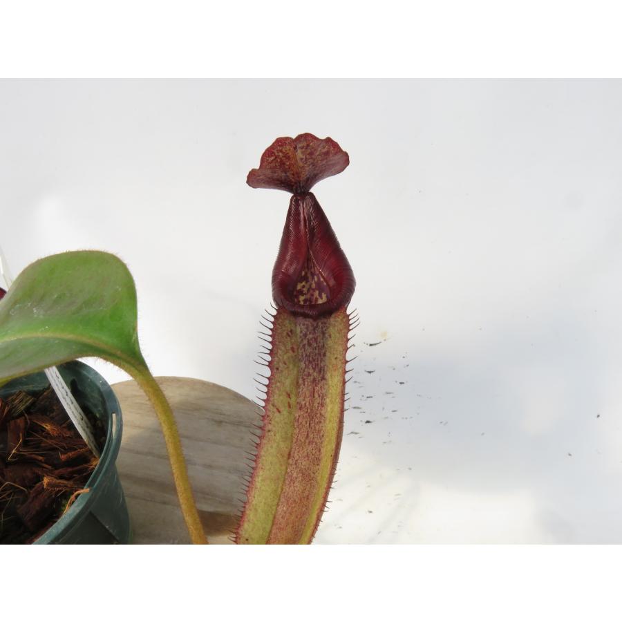 N.(eymae × maxima)× (Rokko veitchii)small EPH-2-44-7 2.5号【現品限り】ネペンテス 食虫植物_18788 : Hiro s Pitcher ...