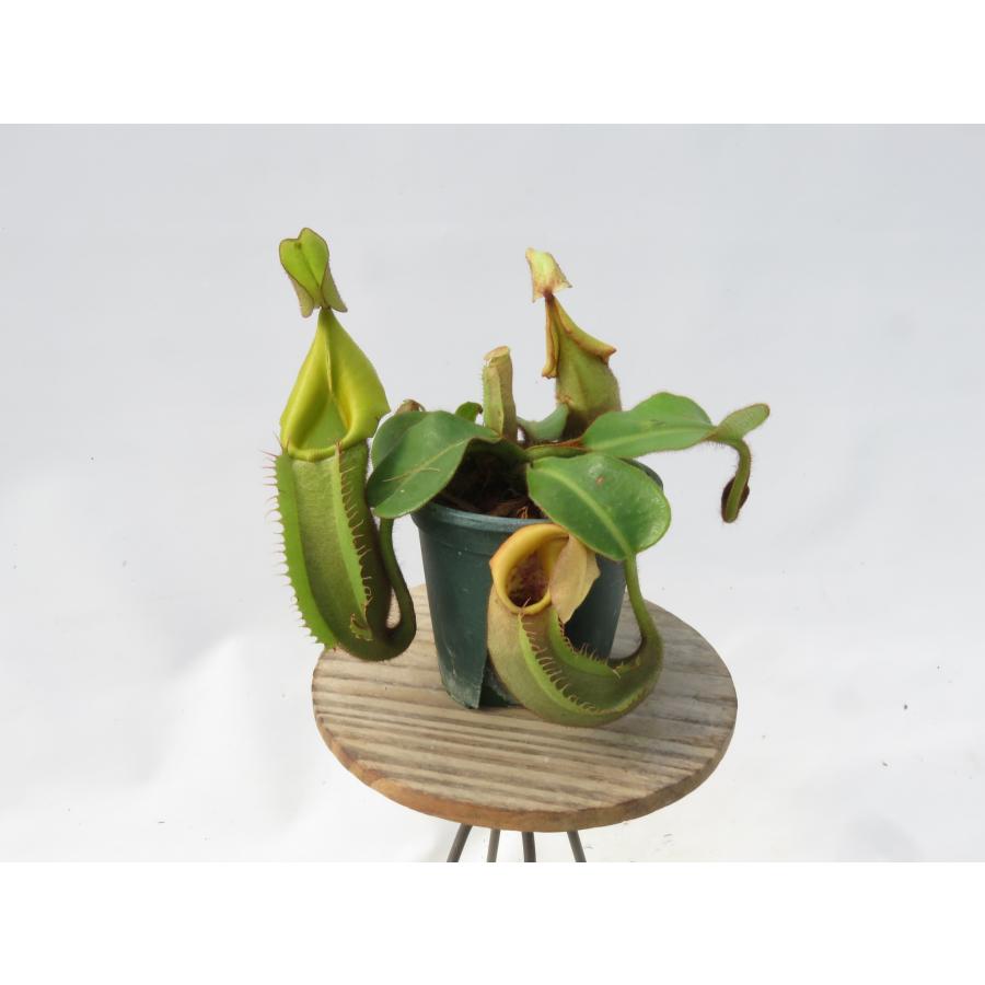【最新★オリジナル実生】N.veitchii bario hybrid 2022-HIPS-005 2.5号【現品限り】ネペンテス 食虫植物_18813 : Hiro s Pitcher ...