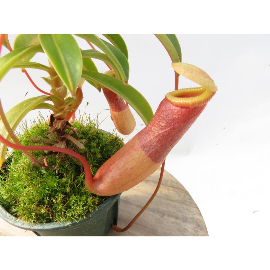 N.aenigma BE-3770 2号【現品限り】ネペンテス 食虫植物_18916 : Hiro s Pitcher Plants ヤフー店 ...