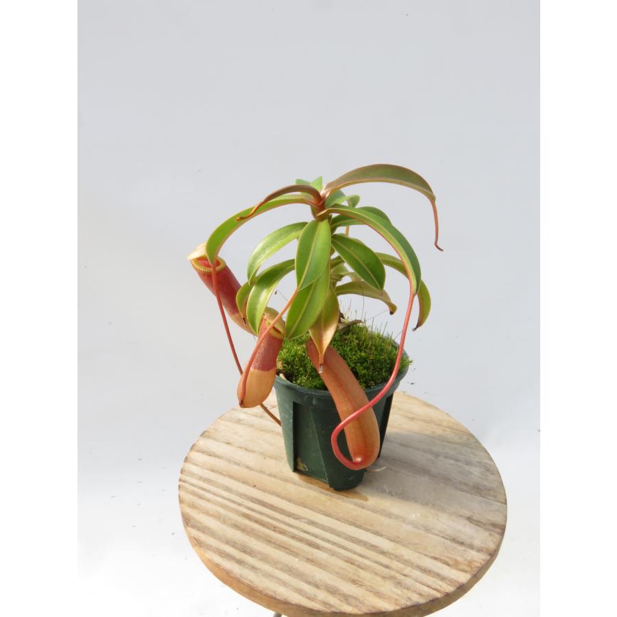 N.aenigma BE-3770 2号【現品限り】ネペンテス 食虫植物_18916 : Hiro s Pitcher Plants ヤフー店 ...