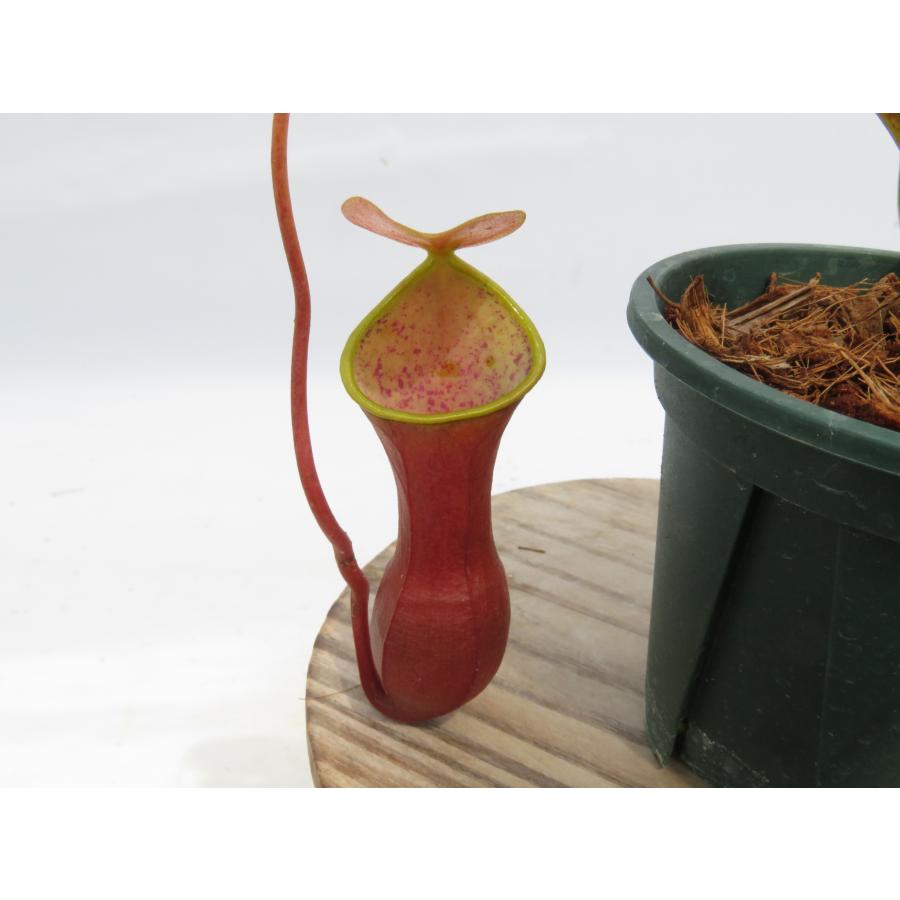 N.reinwardtiana{ red form,Bario,Kelabit,Highland,Borneo}BCP ID #N355 ...