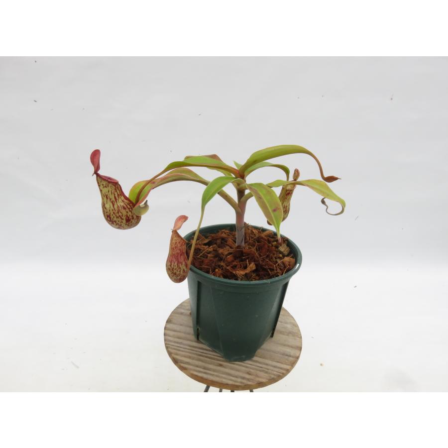 N.ケルソニー 一正園 3.5号【現品限り】ネペンテス 食虫植物_20164 : Hiro s Pitcher Plants ヤフー店 ...