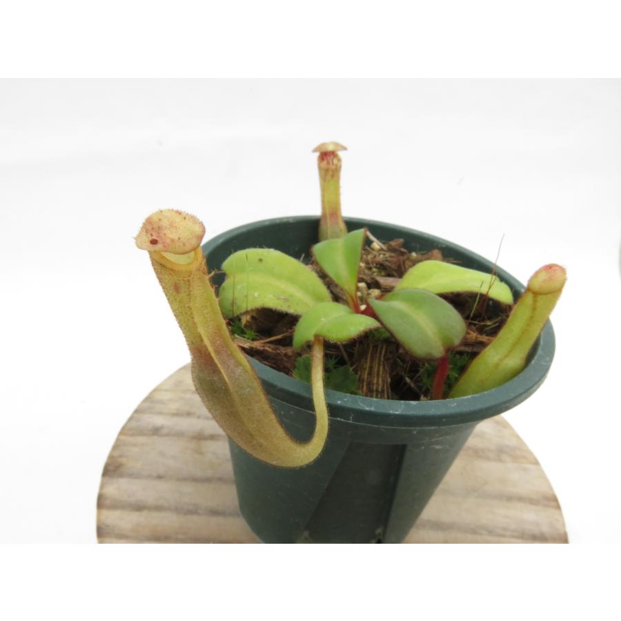 N.clipeata BE-4058 2.5号【現品限り】ネペンテス 食虫植物_20170 : Hiro s Pitcher Plants ...