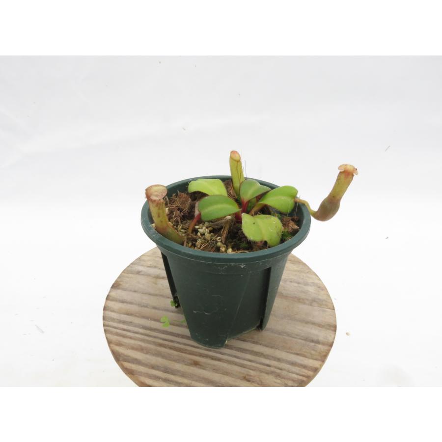 N.clipeata BE-4058 2.5号【現品限り】ネペンテス 食虫植物_20170 : Hiro s Pitcher Plants ...