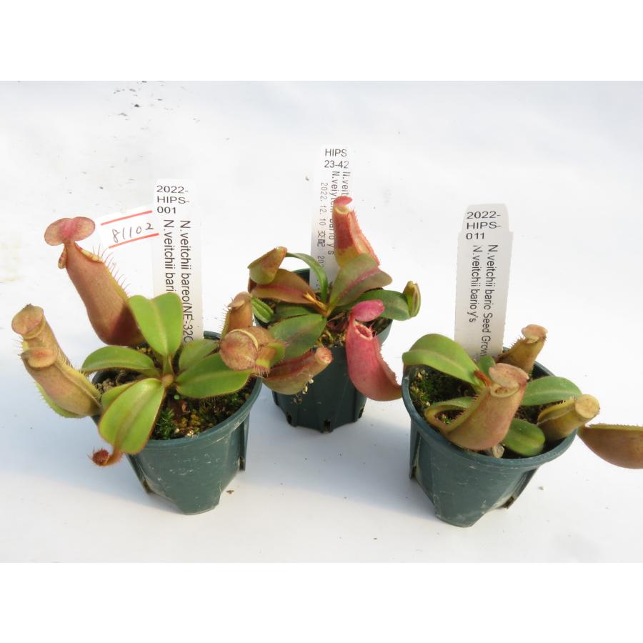 N.sibuyanensis × ampullaria BE-4584 2.5号【現品限り】ネペンテス 食虫植物_81102 : 81102 : Hiro s Pitcher Plants ...