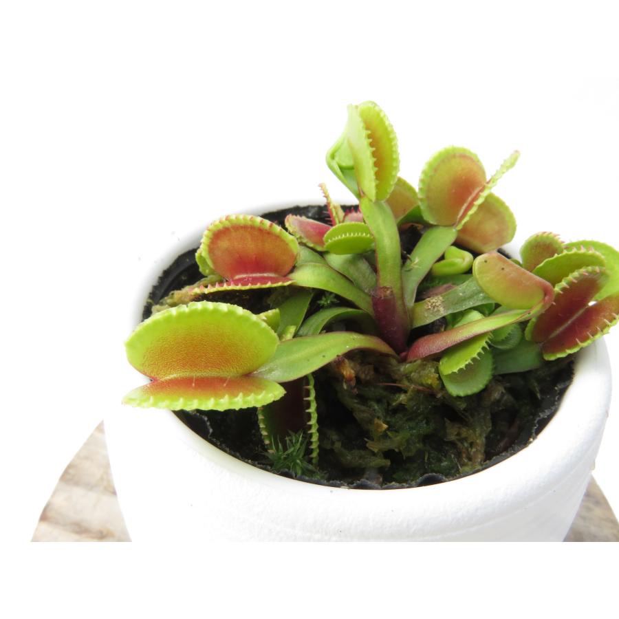 Dionea muscipula 24# 2号★ ハエトリソウ★丸鉢付き♪【在庫限り】食虫植物_90052 : Hiro s Pitcher Plants ヤフー店 - 通販 - Yahoo ...