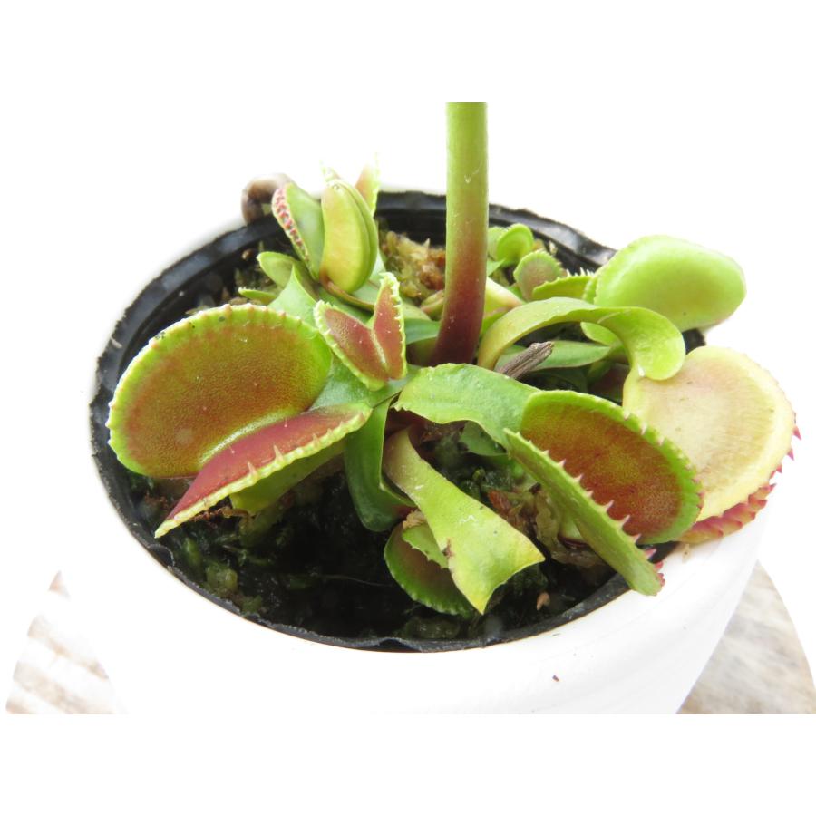 Dionea muscipula 24# 2号★ ハエトリソウ★丸鉢付き♪【在庫限り】食虫植物_90052 : Hiro s Pitcher Plants ヤフー店 - 通販 - Yahoo ...