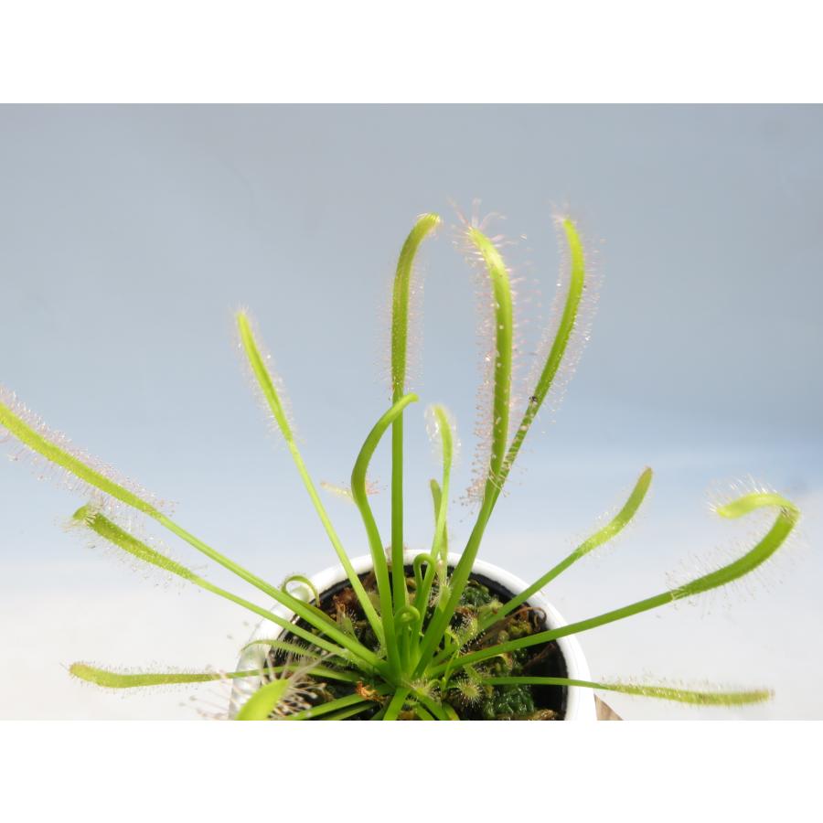 Drosera capensis white flower 2号 初心者さんにおススメ！丸鉢付き♪【在庫限り】食虫植物 _90062 ...