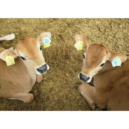 蒜山（ひるぜん）酪農 蒜山ジャージー 加塩 バター 225g x 4箱 ひるぜん観光 お土産にいかが【毎週水曜午前〆 金曜出荷】送料無料 : ひるぜん農園ヤフー店 - 通販 - Yahoo ...