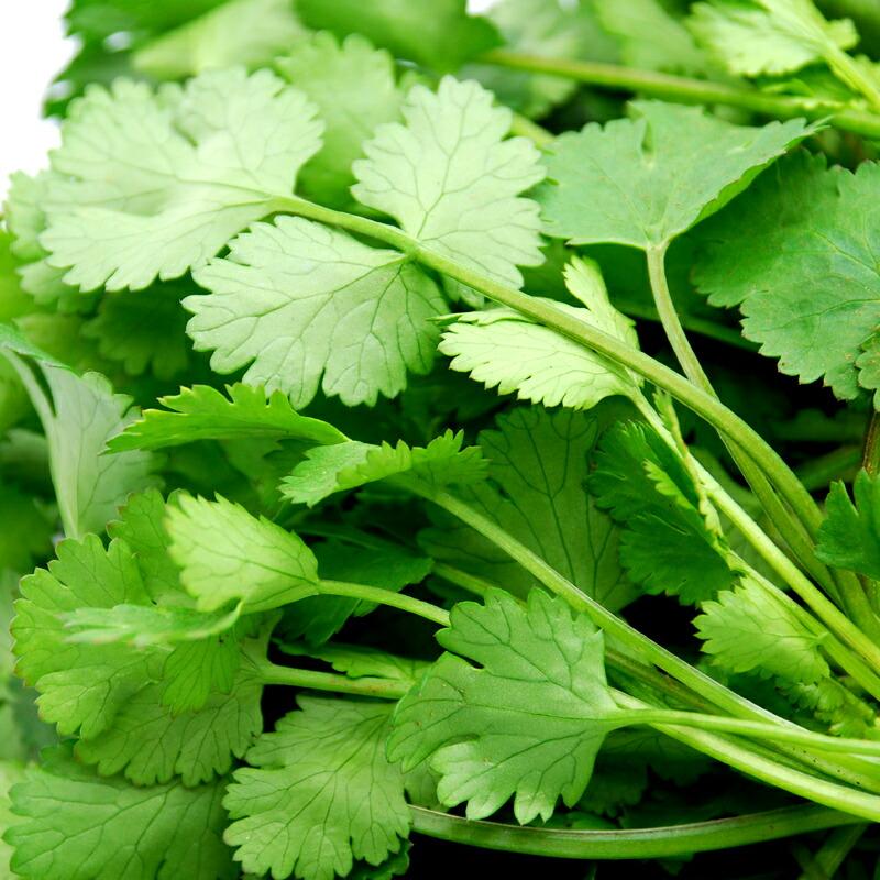 パクチー 50g 農薬・化学肥料不使用 千葉産 SAFE GREEN認証 セーフグリーン認証野菜 : HIRYUオンラインストア - 通販 - Yahoo!ショッピング