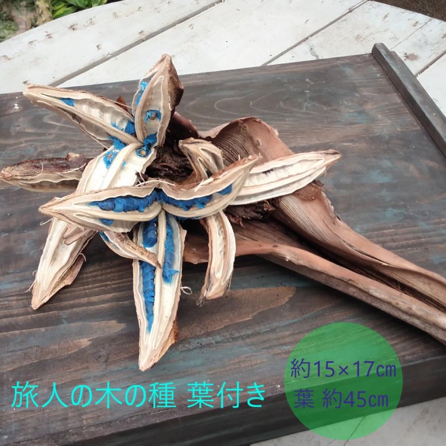 旅人の木の種 葉付き レア ドライ 希少 インテリア オブジェ : 久山植木ヤフー店 - 通販 - Yahoo!ショッピング